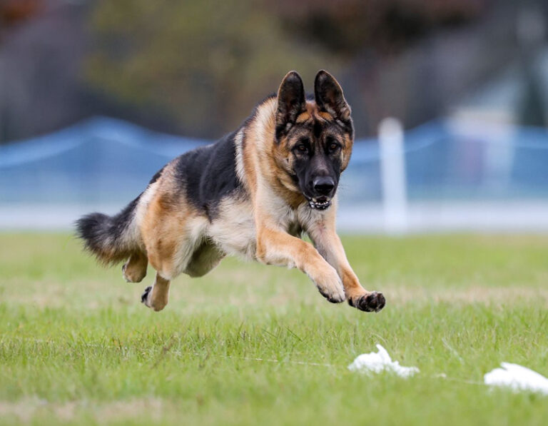 German Shepherd Breeders Georgia | Kingdom Shepherds