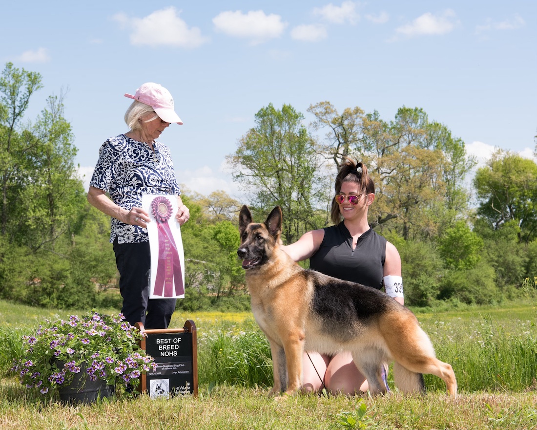 German Shepherd Show Dogs - Georgia German Shepherd Breeder