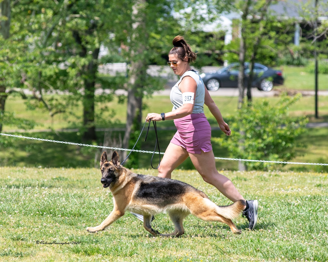 German Shepherd Show Dogs - Georgia German Shepherd Breeder