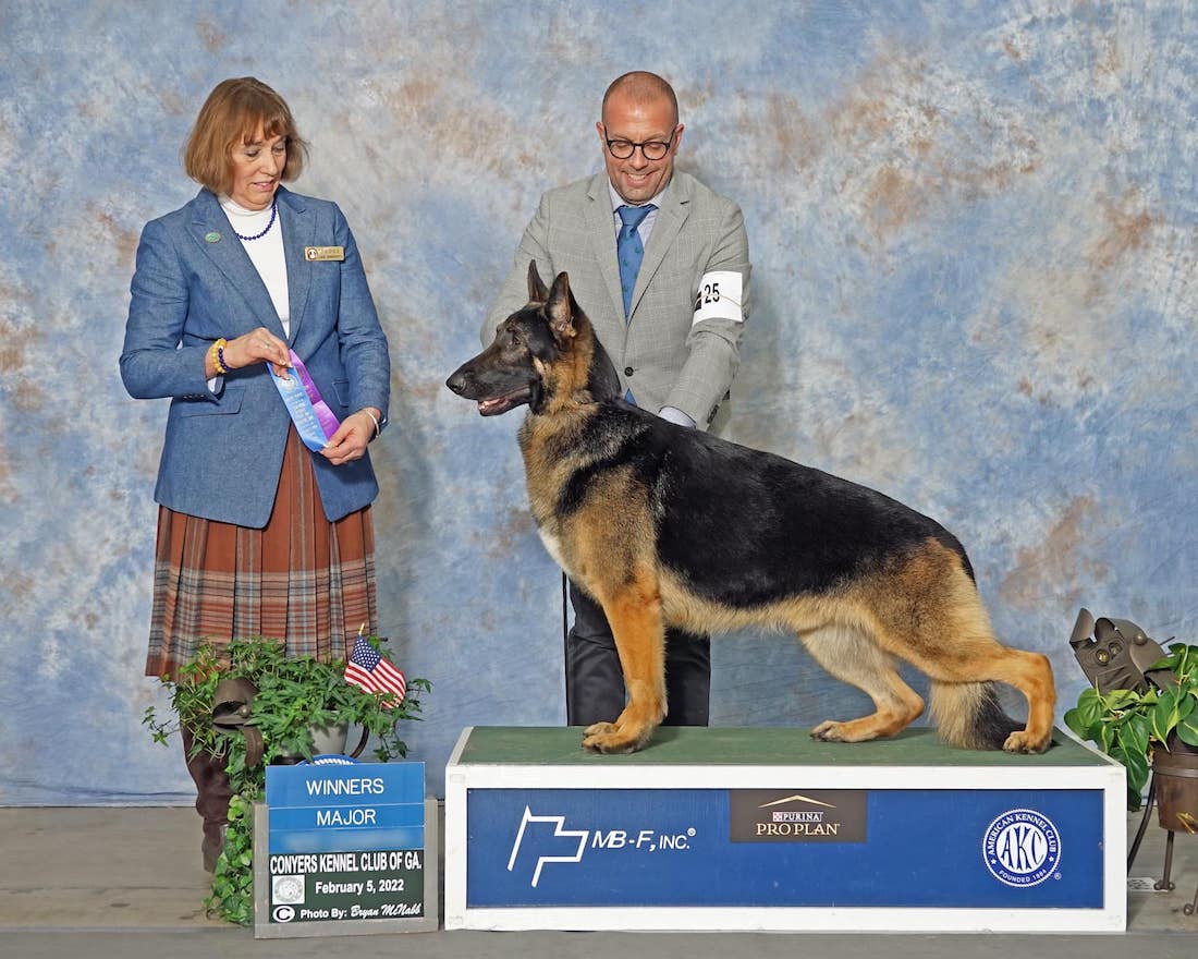 German Shepherd Names Male | Adoption Male German Shepherds