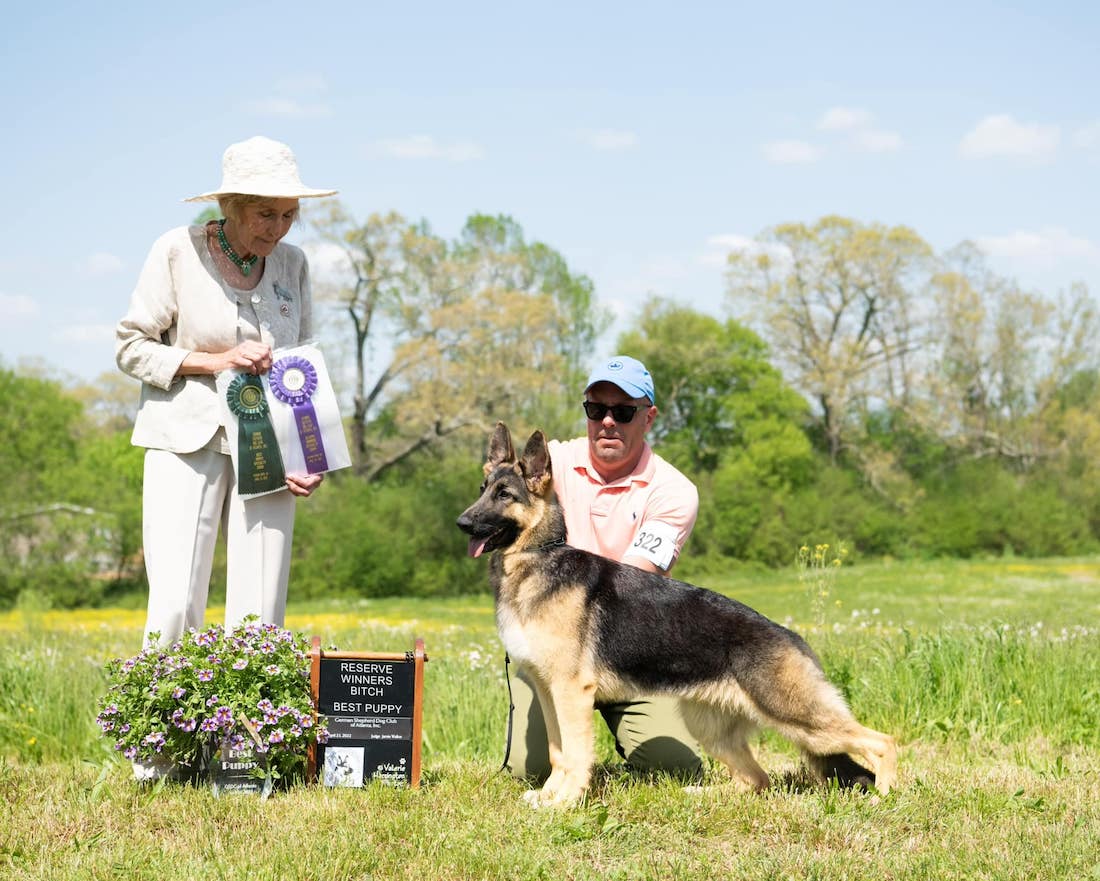 German Shepherd Show Dogs - Georgia German Shepherd Breeder