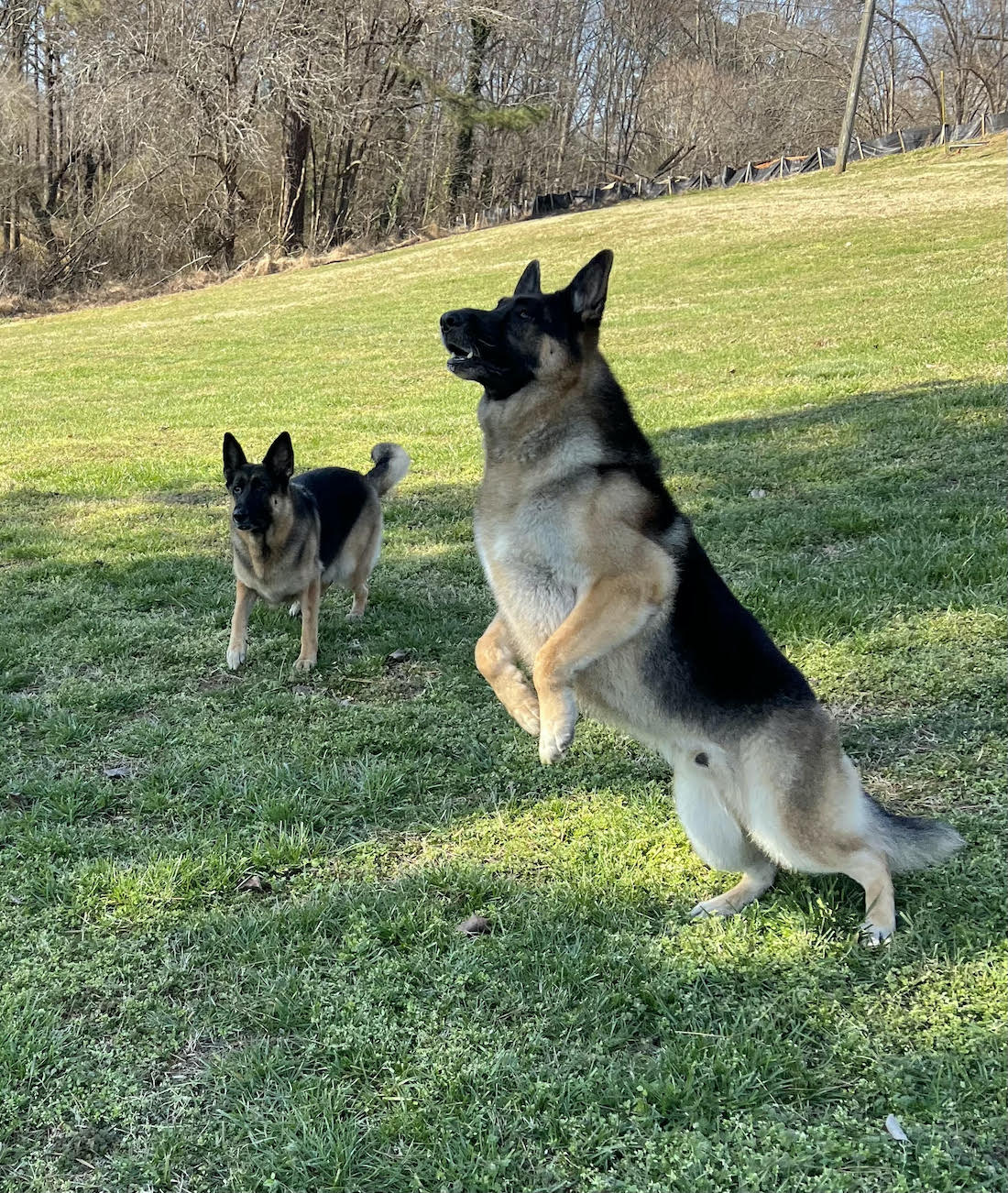 German Shepherd Show Dogs - Georgia German Shepherd Breeder
