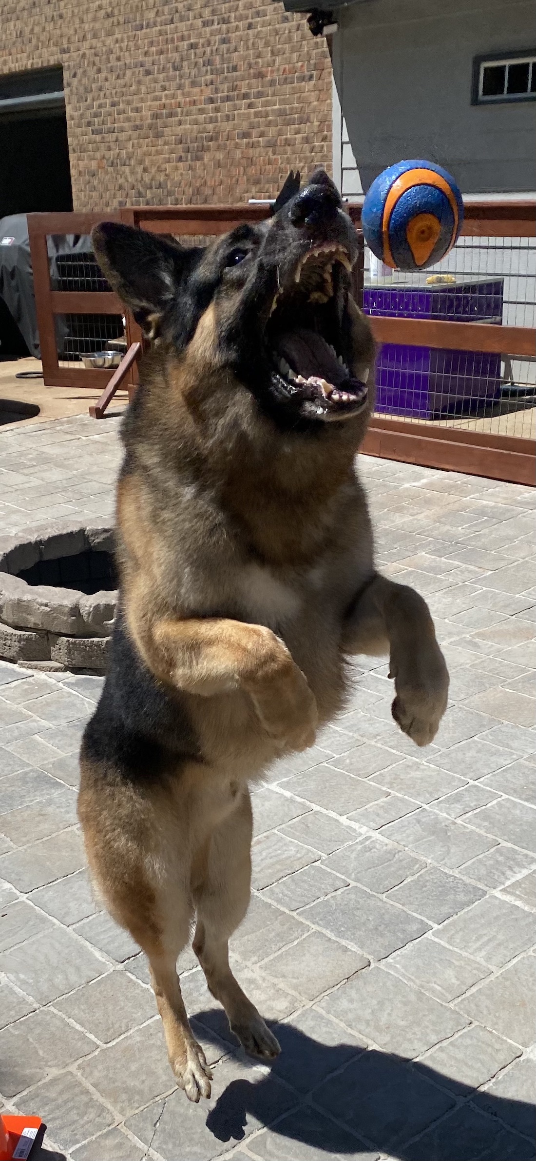 German Shepherd Show Dogs - Georgia German Shepherd Breeder