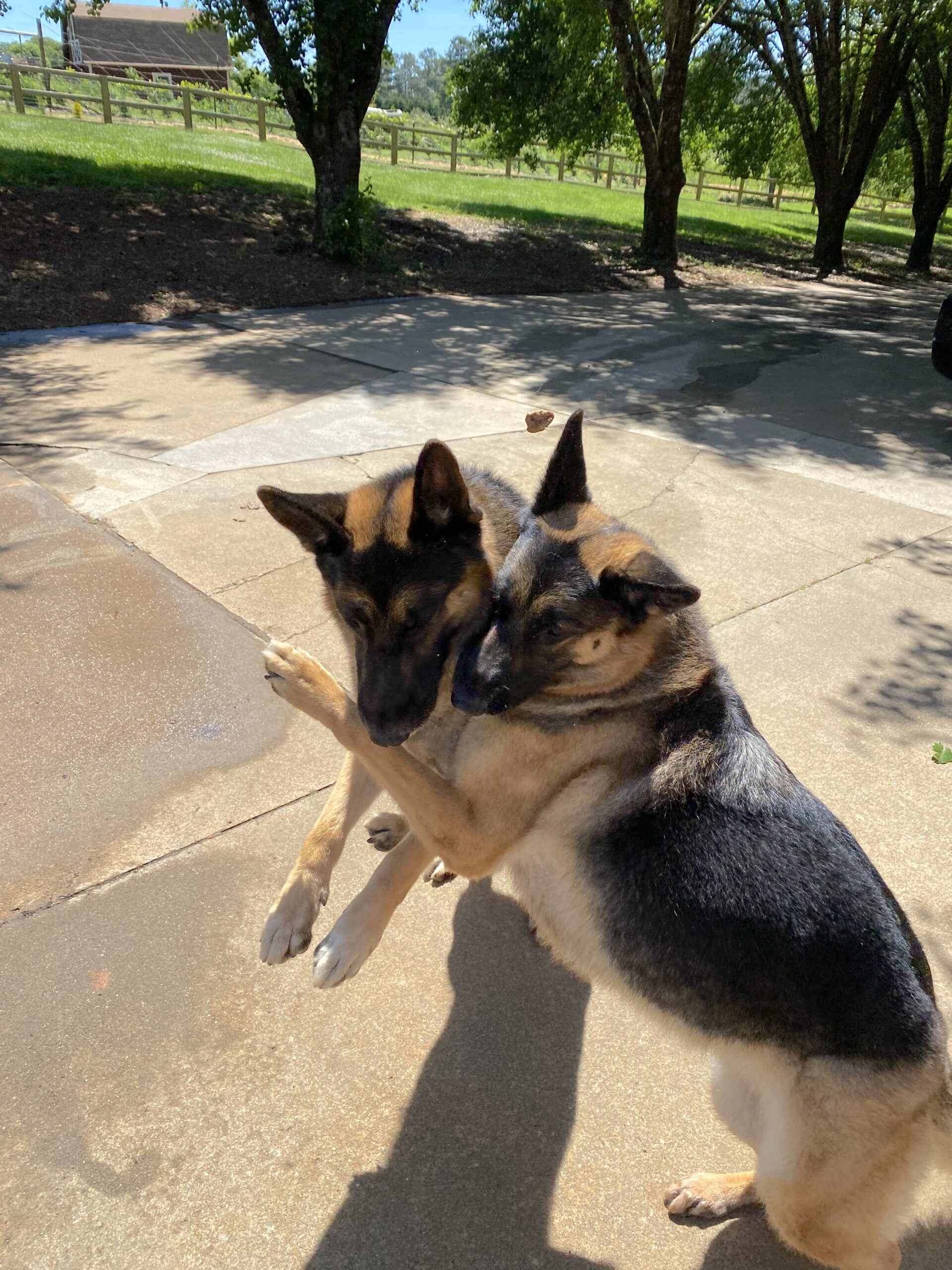 German Shepherd Show Dogs - Georgia German Shepherd Breeder