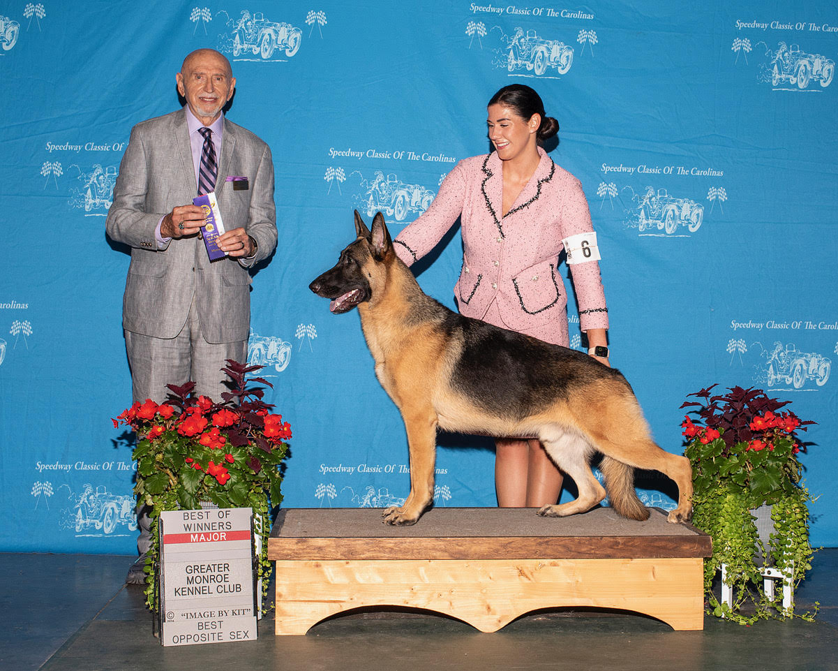 German Shepherd Breeders Georgia | Kingdom Shepherds